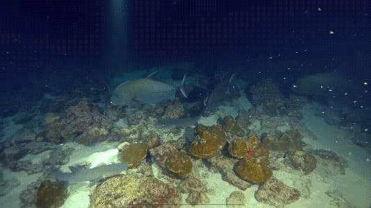 生命故事－12揩油的阔步鲹 - 哔哩哔哩