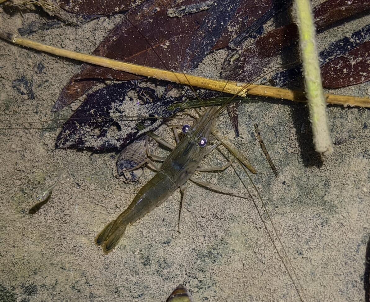 3种极易混淆的沼虾的分类和识别 - 哔哩哔哩