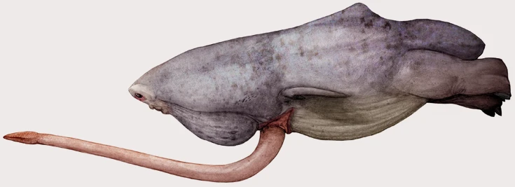 斯奈亚德/Snaiad 全文中译 4-20 脊椎动物-水滴鱼类 - 哔哩哔哩