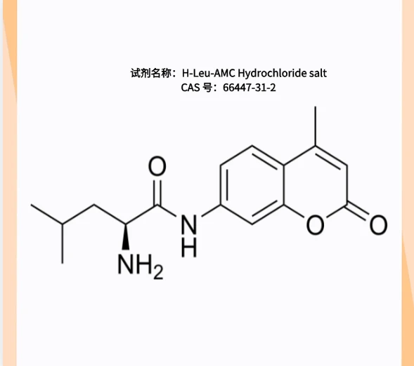 H-Leu-AMC Hydrochloride salt的结构功能 - 哔哩哔哩
