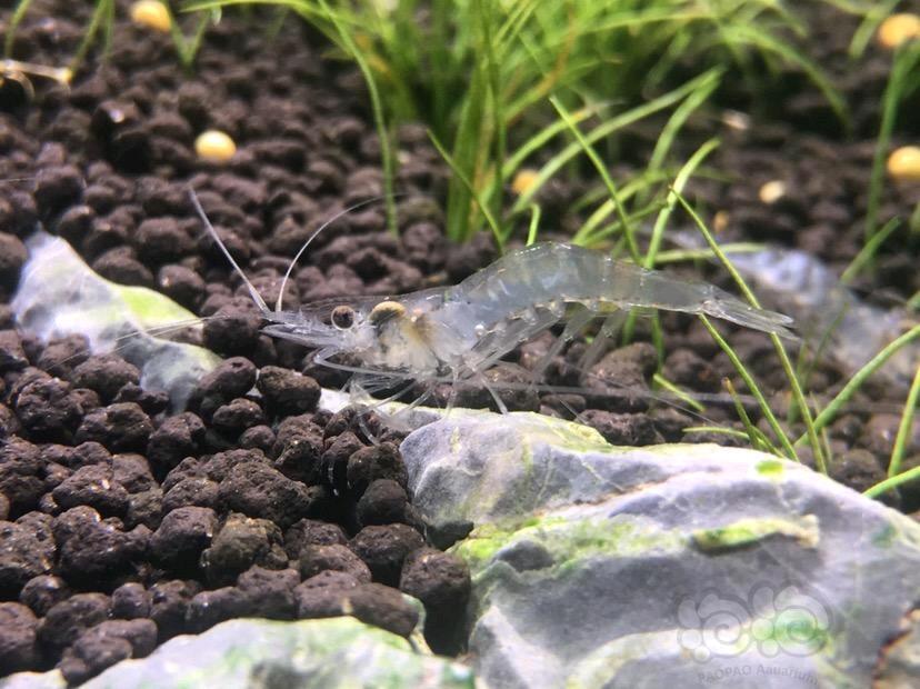 国产长臂虾属简介 - 哔哩哔哩