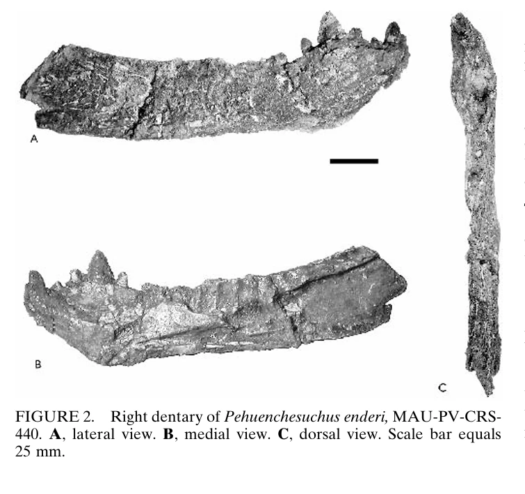 【物种译名】埃神鳄类Sebecosuchia全物种译名 - 哔哩哔哩