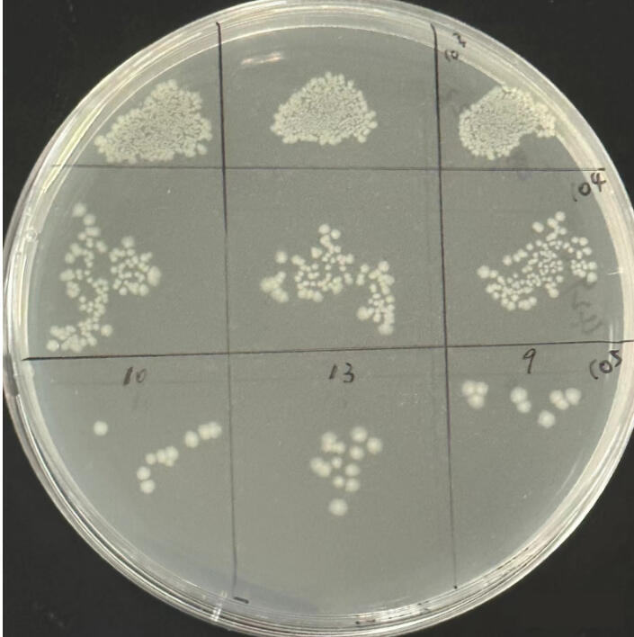 CRISPR screening—sgRNA pool构建流程 - 哔哩哔哩