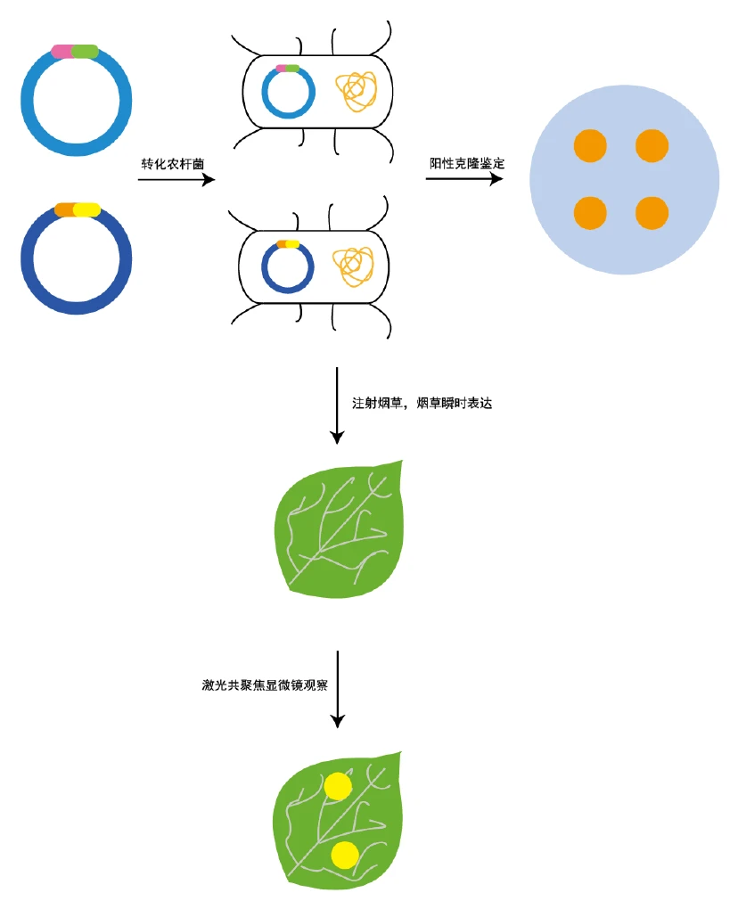 荧光系列技术对比：BiFC、LCA与DLR技术全解析 - 哔哩哔哩