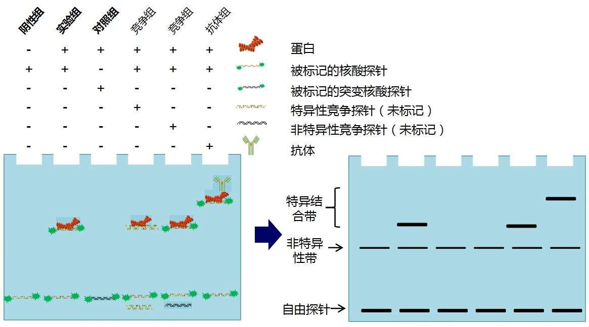 验证核酸-蛋白相互作用 | 凝胶迁移EMSA实验流程及结果分析 - 哔哩哔哩
