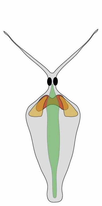 寒武魅影——泳虾科（Nectocarididae）跌宕的研究之路 - 哔哩哔哩