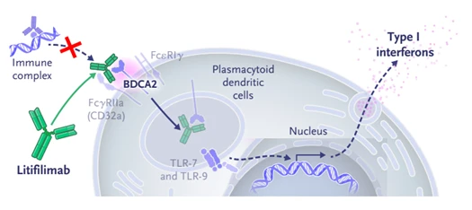 BDCA2：红斑狼疮及多疾病领域的潜力靶点 - 哔哩哔哩