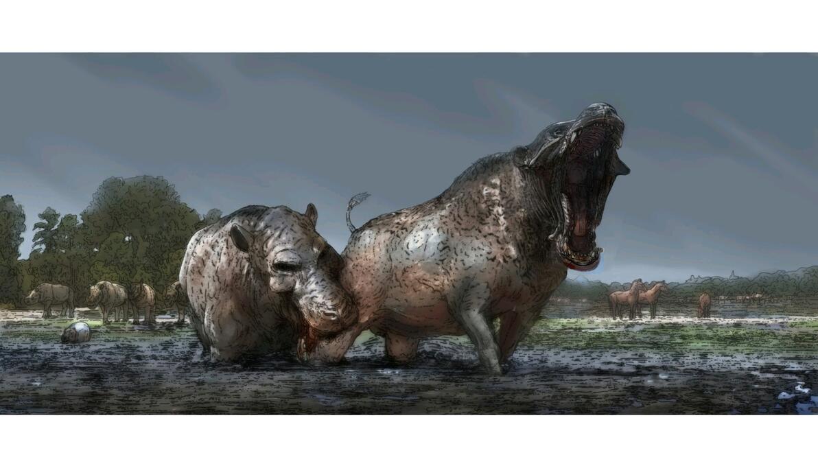 豨科的拉丁学名与中文译名对照 - 哔哩哔哩