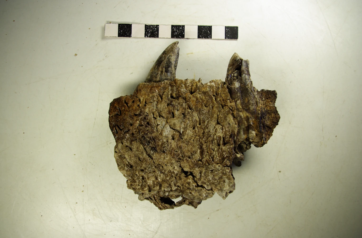 【物种译名】埃神鳄类Sebecosuchia全物种译名 - 哔哩哔哩