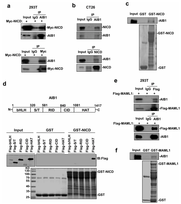 Co-IP、GST pull-down如何区分？实验结果图该如何解读？ - 哔哩哔哩