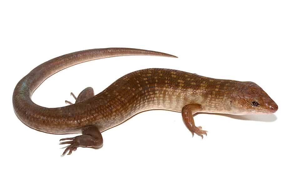 石龙子科Scincidae属级中文名整理（上） - 哔哩哔哩