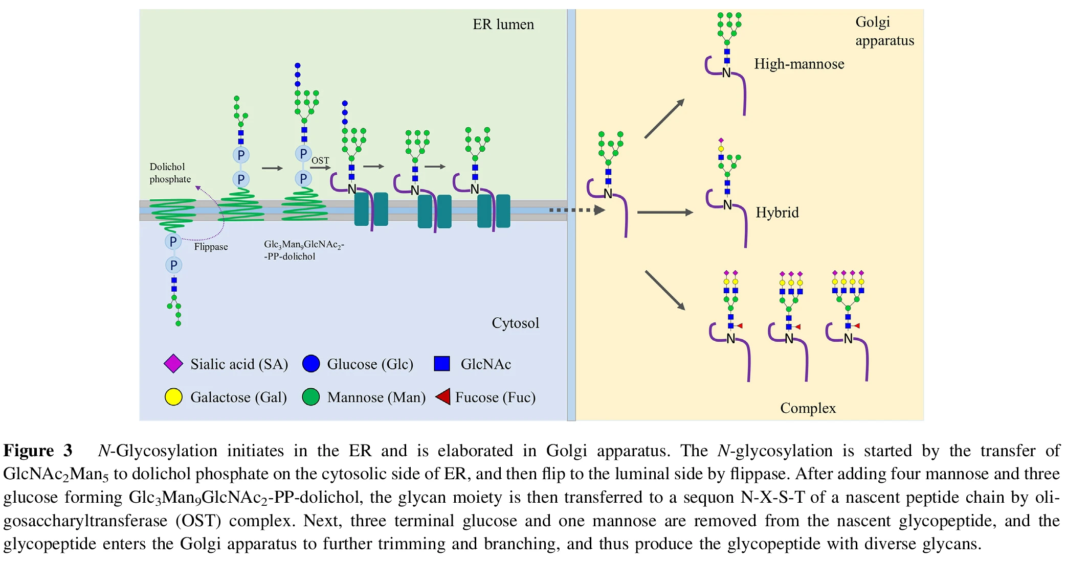 APSB长篇综述（一）：蛋白质N糖基化在肿瘤中的作用 - 哔哩哔哩