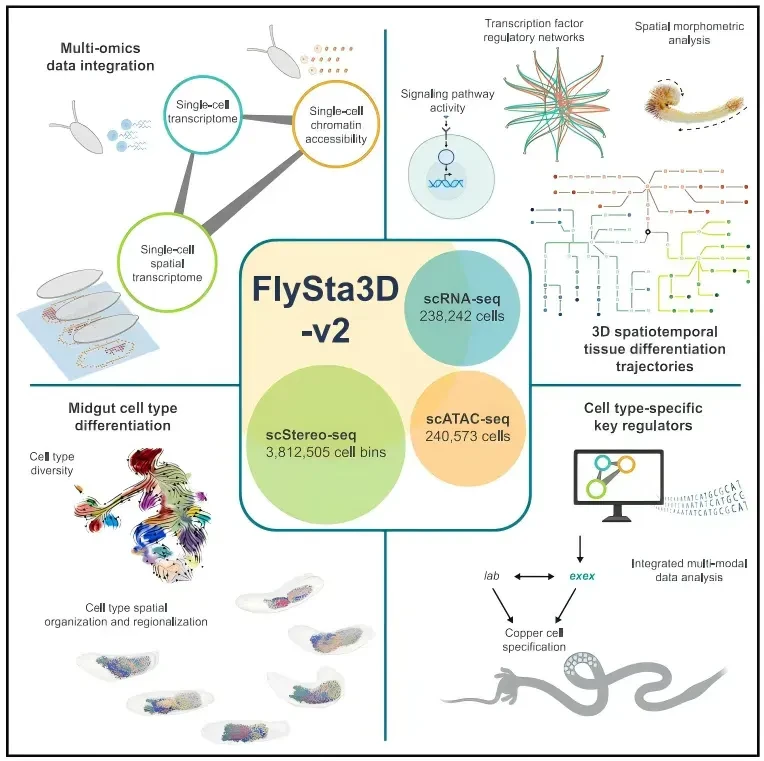 Cell | Stereo-seq助力绘制果蝇发育3D全景图谱，破译生命动态调控的“时空密码” - 哔哩哔哩
