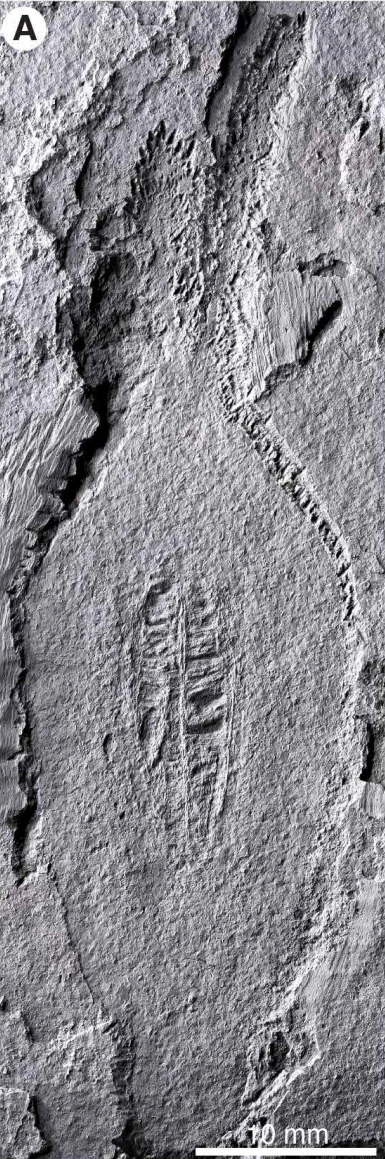 寒武魅影——泳虾科（Nectocarididae）跌宕的研究之路 - 哔哩哔哩