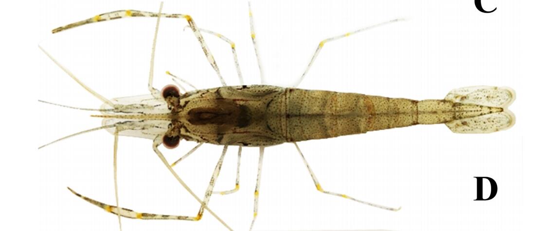 3种极易混淆的沼虾的分类和识别 - 哔哩哔哩