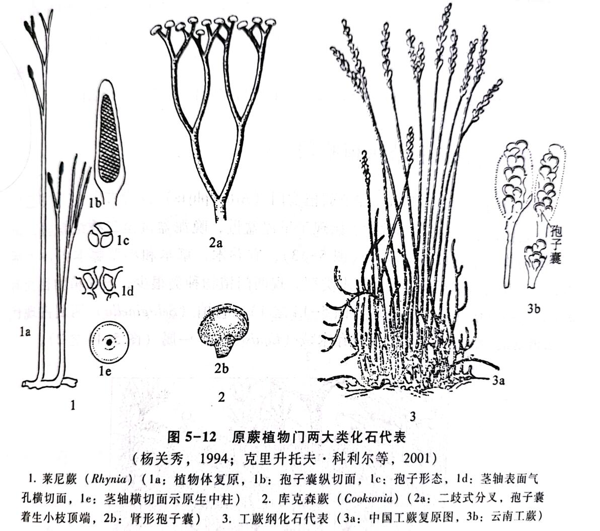 登陆的先驱——原蕨植物门 - 哔哩哔哩