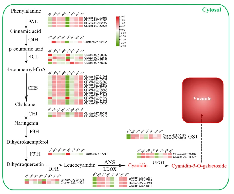 分享一个PPT+Excel绘制KEGG通路热图的方法 - 哔哩哔哩