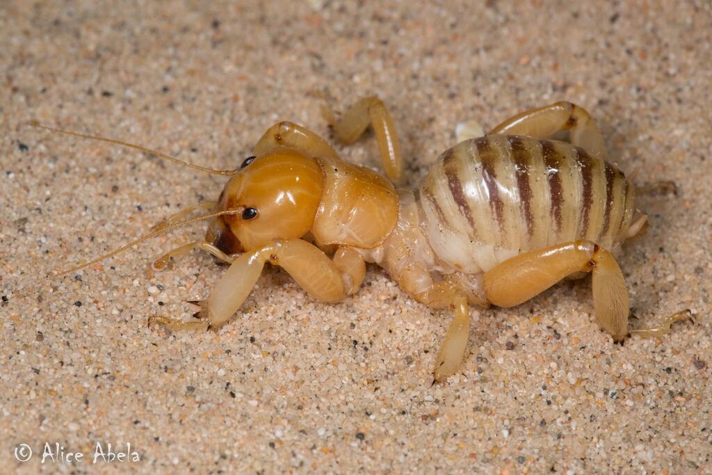 沙螽科各属中文名翻译 - 哔哩哔哩