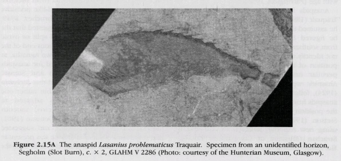 最扑朔迷离的无颌鱼——烤架鱼(Lasanius) - 哔哩哔哩