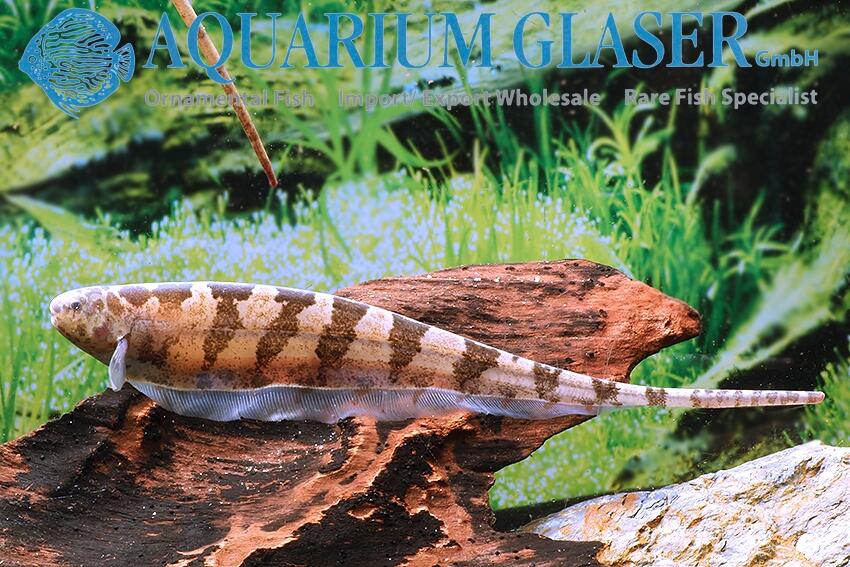 电鳗目大体分类（信息截至2025.4） - 哔哩哔哩