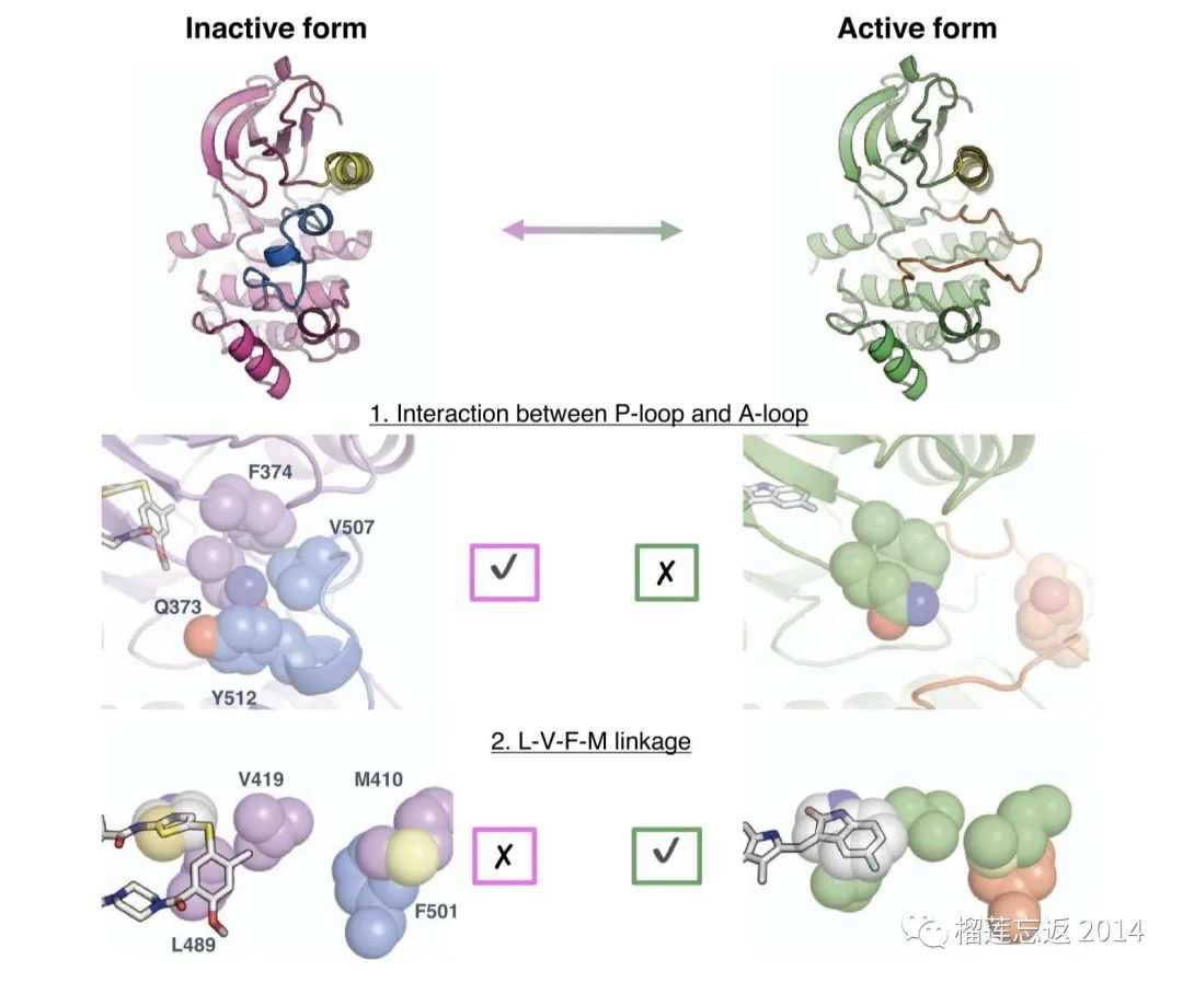 案例研究 | ABFEP 绝对自由能微扰预测 ITK 抑制剂的构象选择性 - 哔哩哔哩