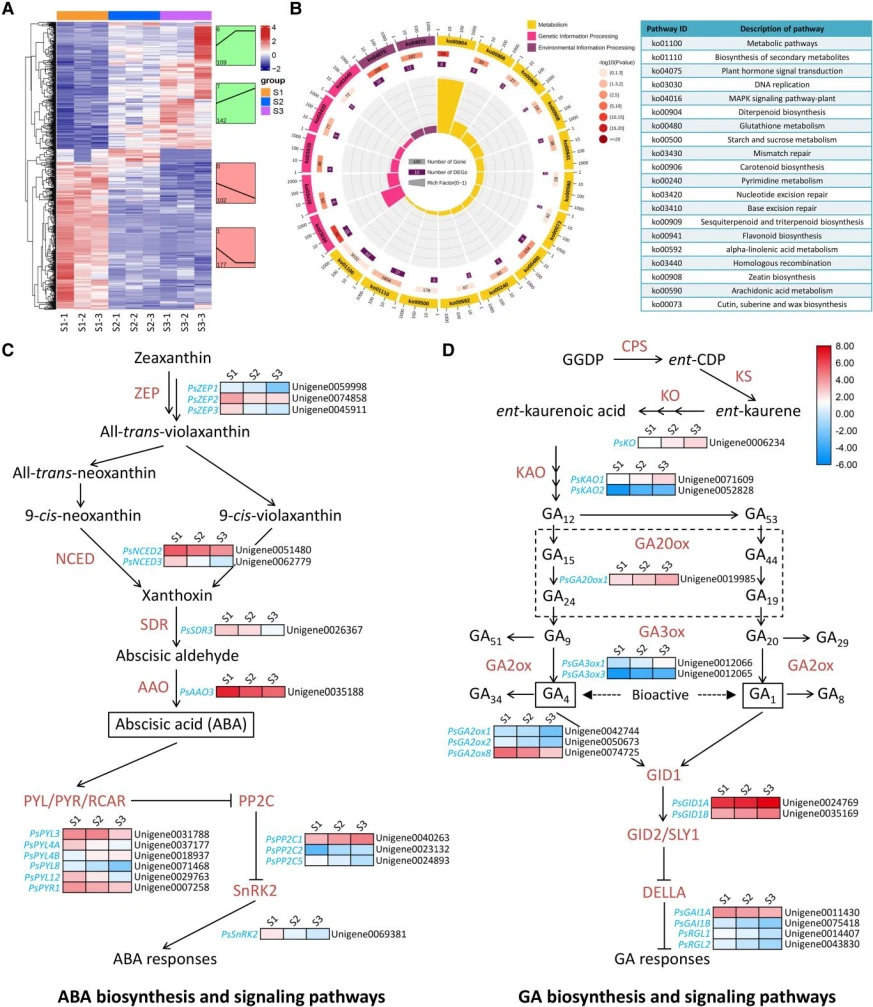 分享一个PPT+Excel绘制KEGG通路热图的方法 - 哔哩哔哩