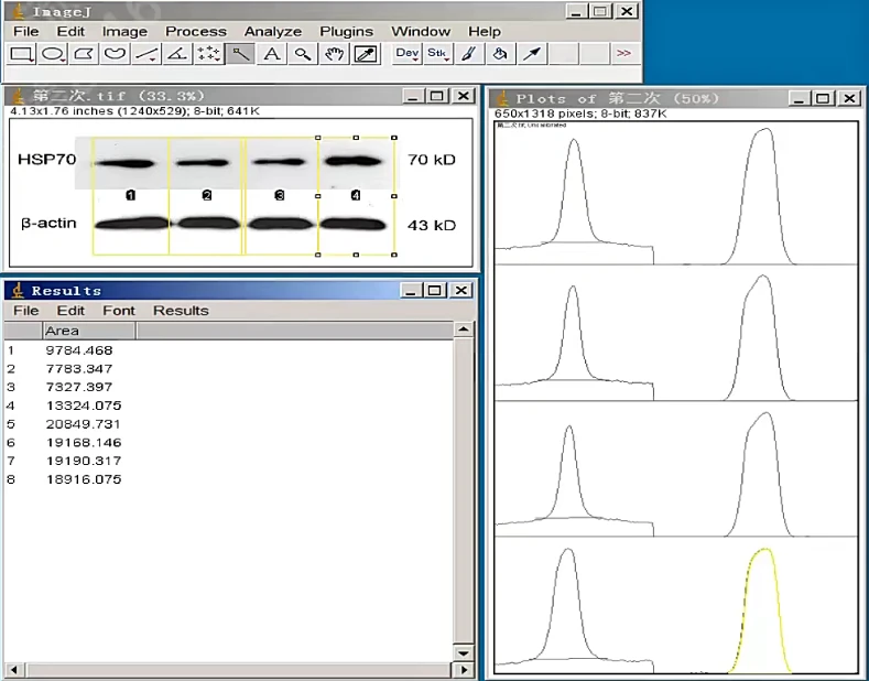 WB得到定量结果之后的数据处理 - 哔哩哔哩