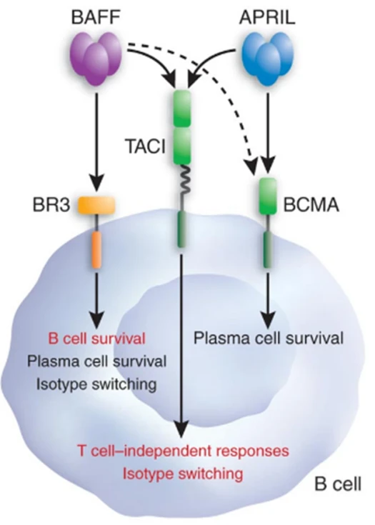 BAFF-APRIL系统：自免、肿瘤领域潜力无限 - 哔哩哔哩