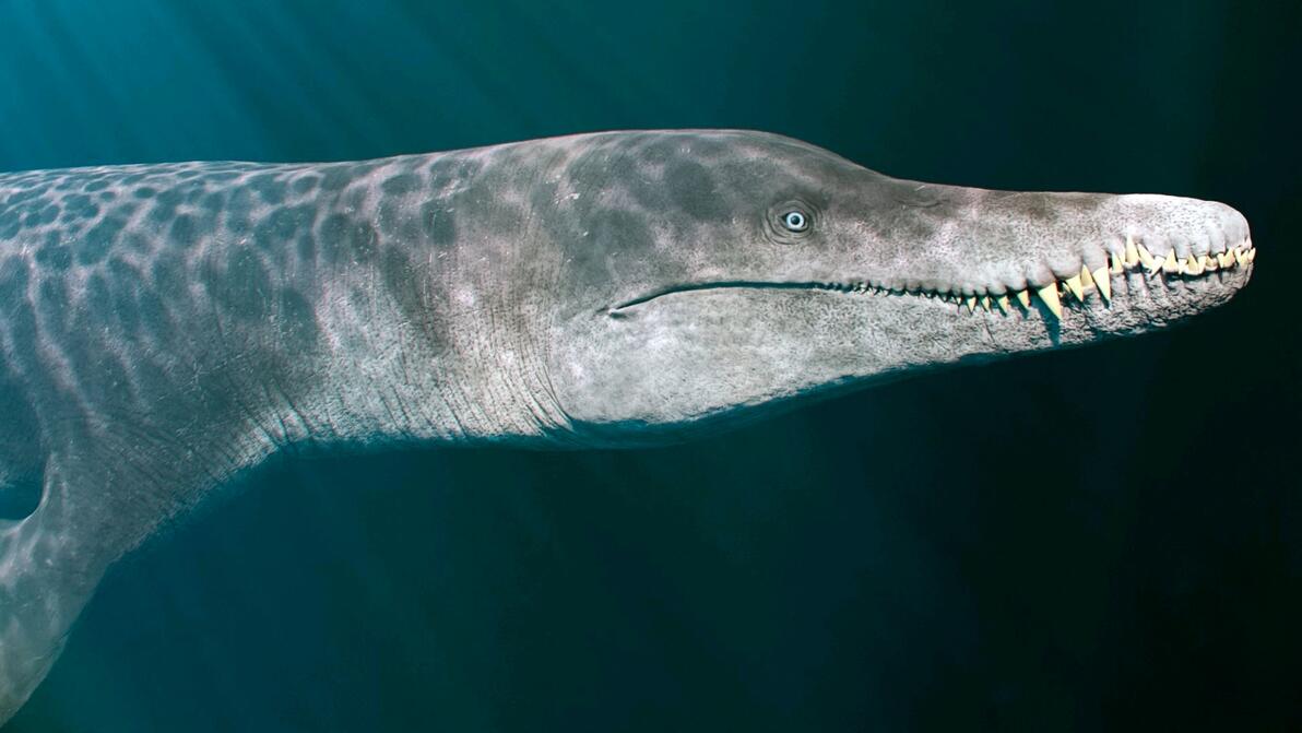 分享古生物图片（第三十三期） - 哔哩哔哩