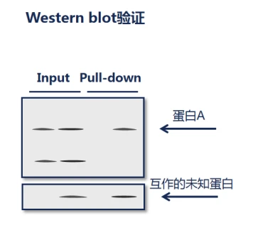 验证蛋白-蛋白相互作用，GST pull-down实验流程与结果解读 - 哔哩哔哩