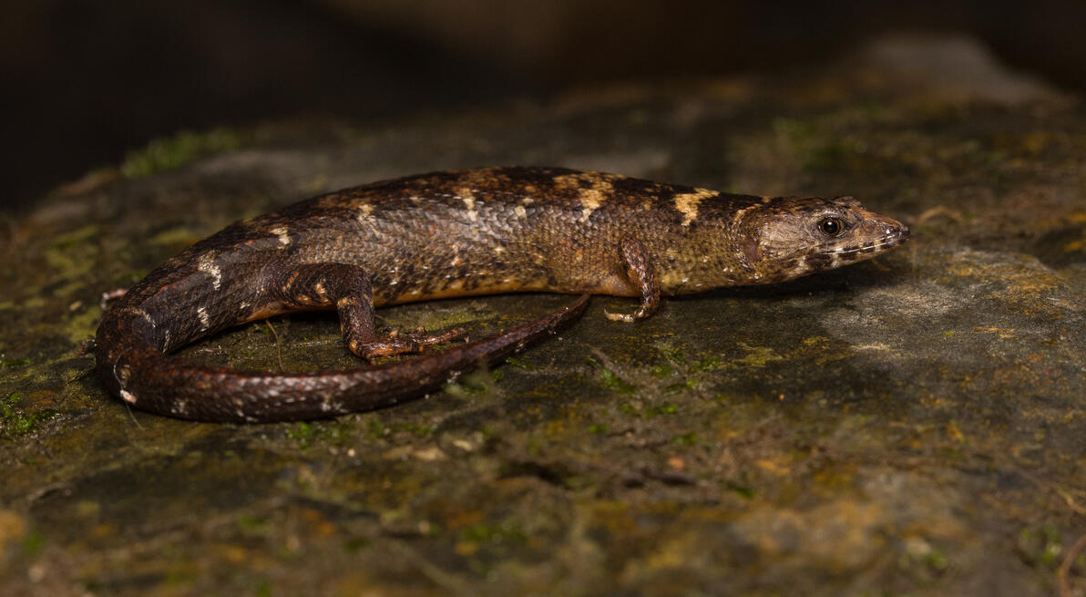 石龙子科Scincidae属级中文名整理（下） - 哔哩哔哩