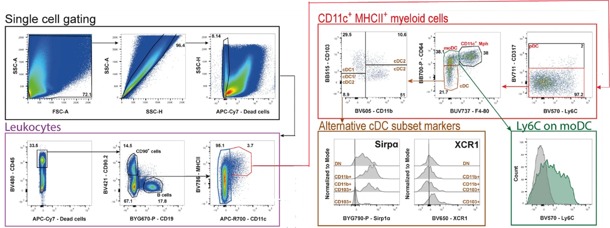 DC细胞培养攻略 - 哔哩哔哩