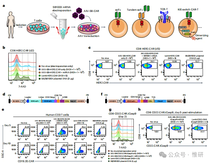 Nature|AAV介导的 “睡美人”转座子和 mRNA 编码转座酶的传递，用于治疗性免疫细胞工 - 哔哩哔哩