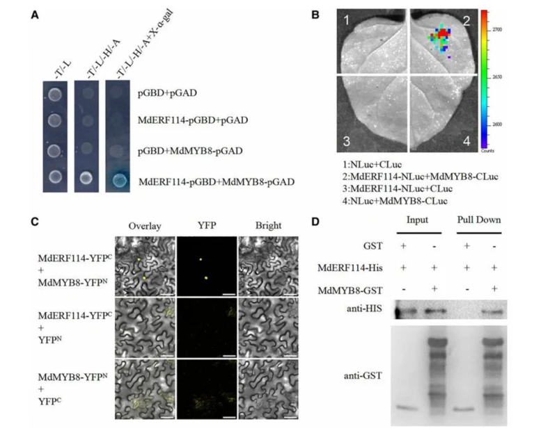 荧光系列技术对比：BiFC、LCA与DLR技术全解析 - 哔哩哔哩