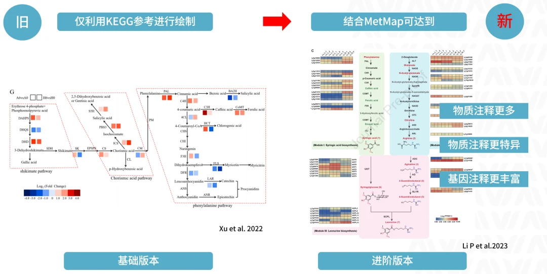 KEGG更新慢、富集不到新Pathway怎么办？MetMap™新通路图轻松搞定 - 哔哩哔哩