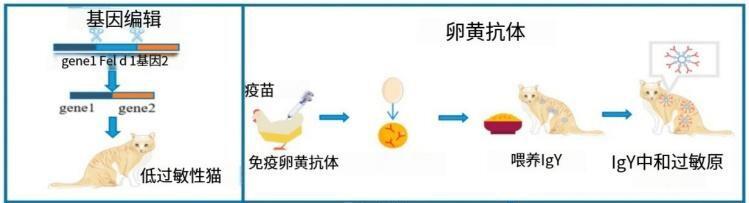 早研究猫过敏源的品牌，洛卫家如何通过IgY抗体降低猫毛过敏源？ - 哔哩哔哩