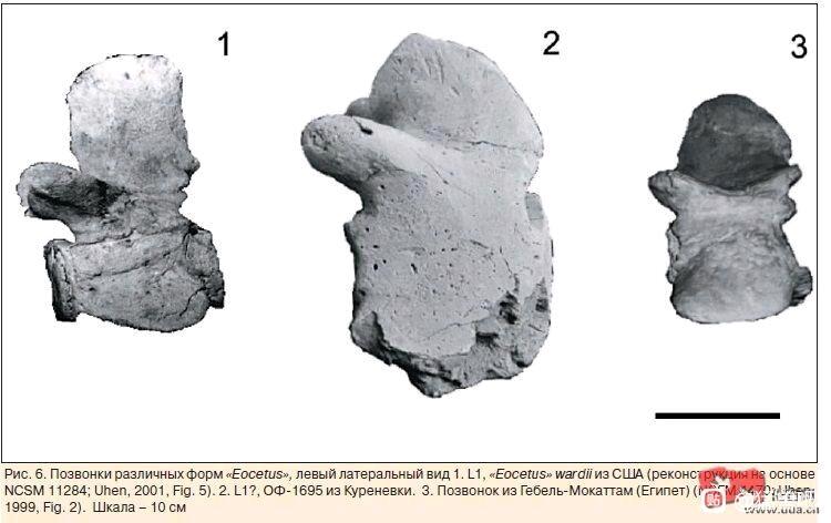 龙王鲸科资料搬运整理 - 哔哩哔哩