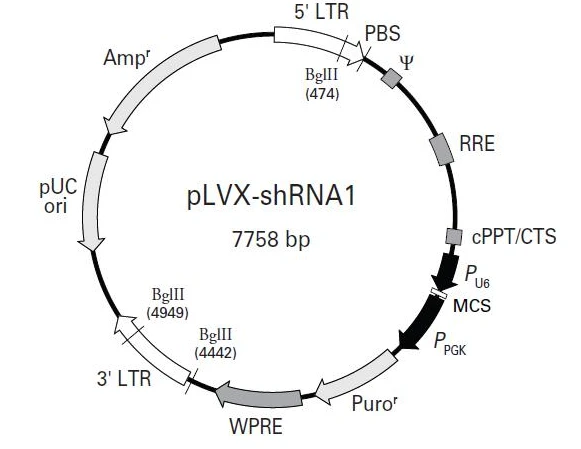 pLVX-shRNA1载体—艾普蒂生物 - 哔哩哔哩
