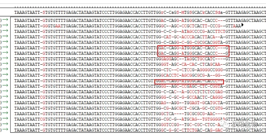 CRISPR screening—sgRNA pool构建流程 - 哔哩哔哩