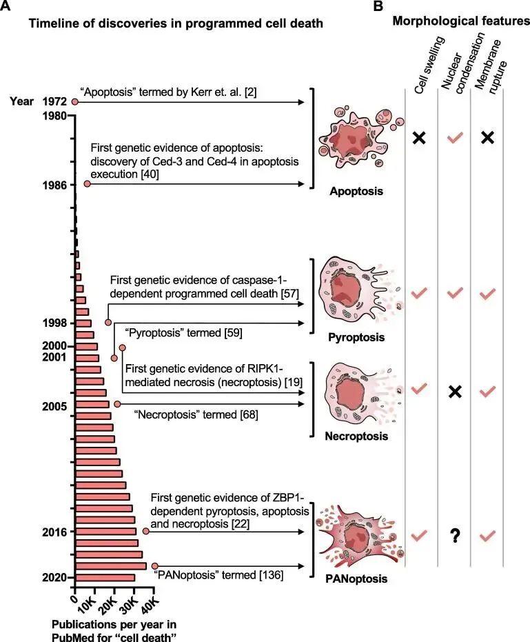 泛凋亡 | 一文了解发生机制、检测方法、研究思路、热门文献 - 哔哩哔哩