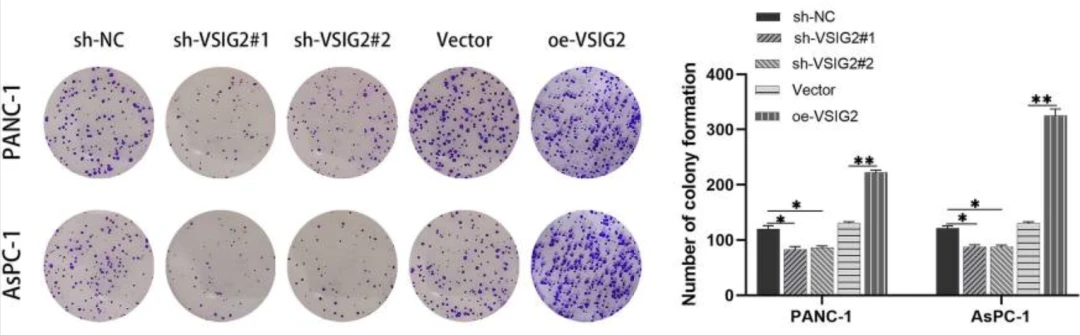 细胞功能性实验篇4-克隆形成实验 - 哔哩哔哩