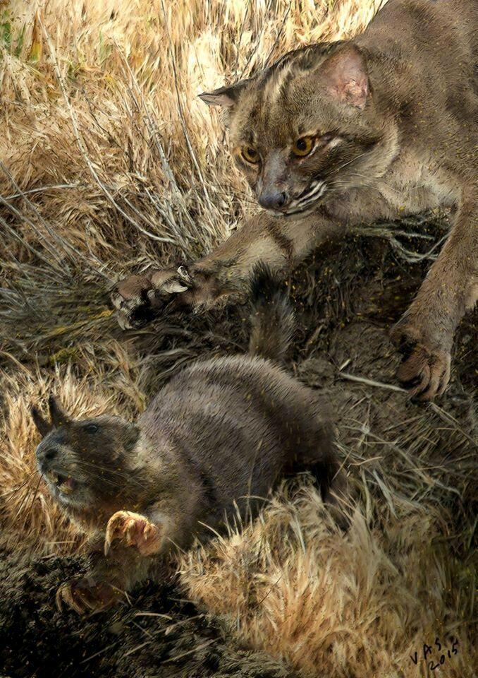 剑齿虎亚科的拉丁学名与中文译名对照 - 哔哩哔哩