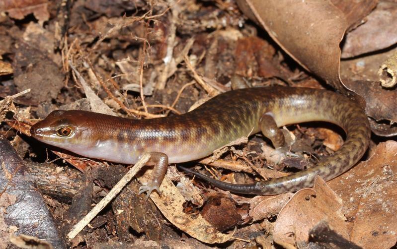 石龙子科Scincidae属级中文名整理（上） - 哔哩哔哩