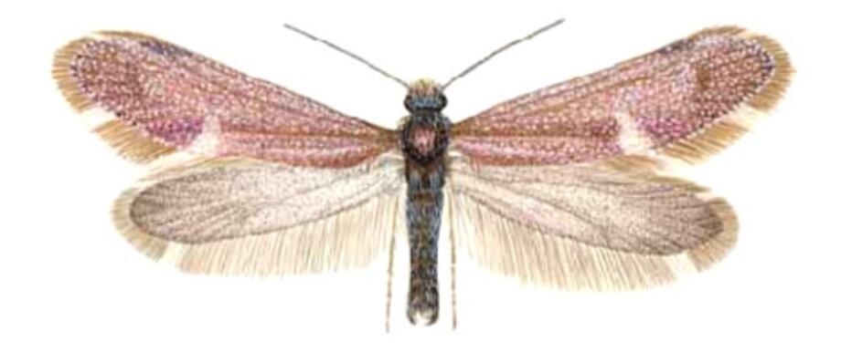 鳞翅目名录(1)--Basal Lepidopterians - 哔哩哔哩