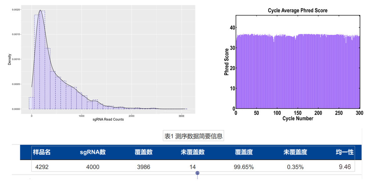 CRISPR screening—sgRNA pool构建流程 - 哔哩哔哩