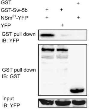 验证蛋白-蛋白相互作用，GST pull-down实验流程与结果解读 - 哔哩哔哩