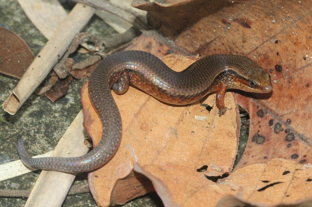 石龙子科Scincidae属级中文名整理（上） - 哔哩哔哩