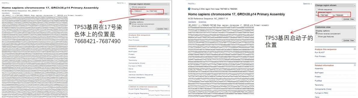 转录因子预测及优化策略-NCBI、JASPAR、UCSC数据库联用 - 哔哩哔哩