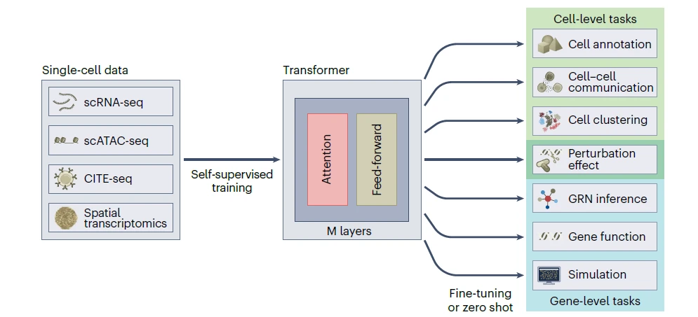 Transformer深度学习模型在单细胞组学中的应用 - 哔哩哔哩