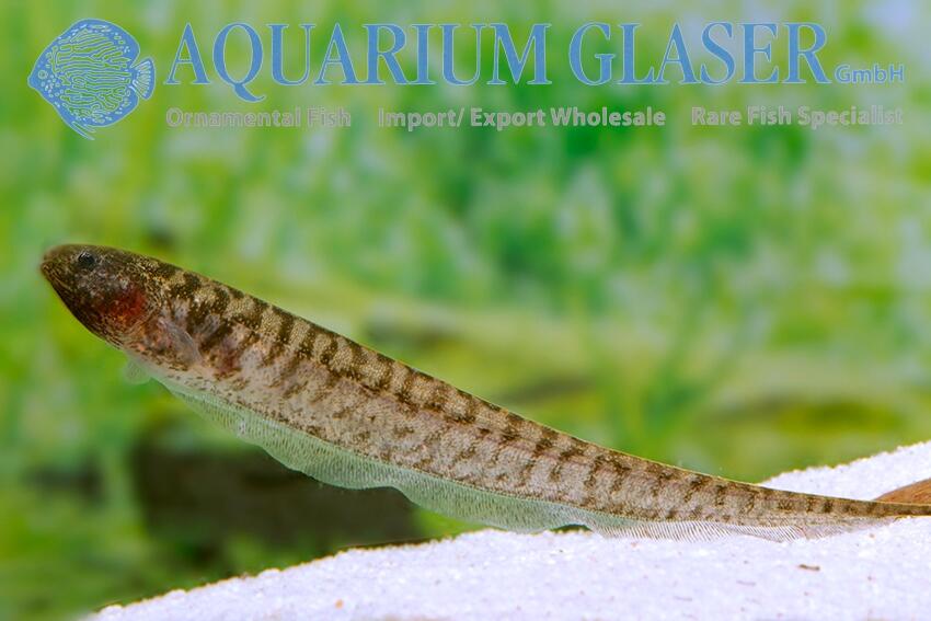 电鳗目大体分类（信息截至2025.4） - 哔哩哔哩